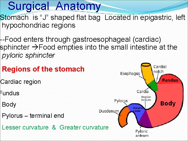 The stomach By Dr Muslim Kandel 2018 19