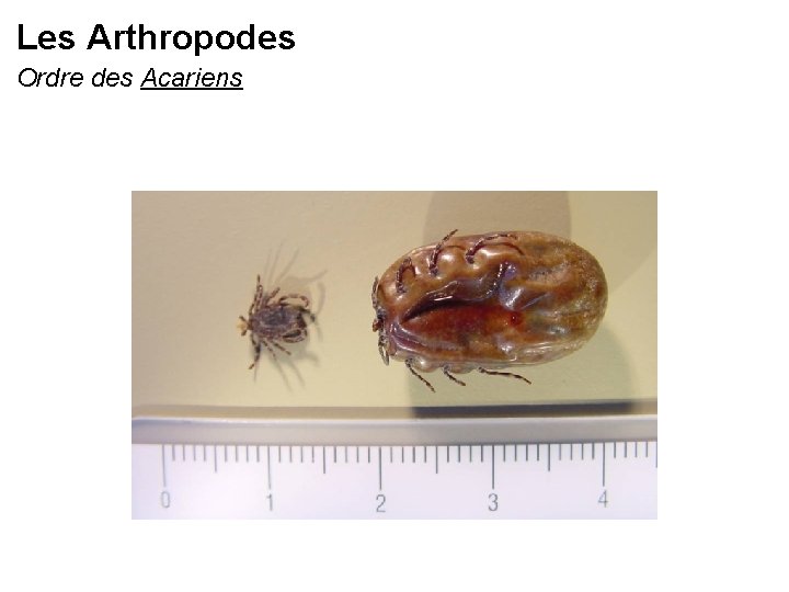 Les Arthropodes 1 Introduction arthron grec articulation podos