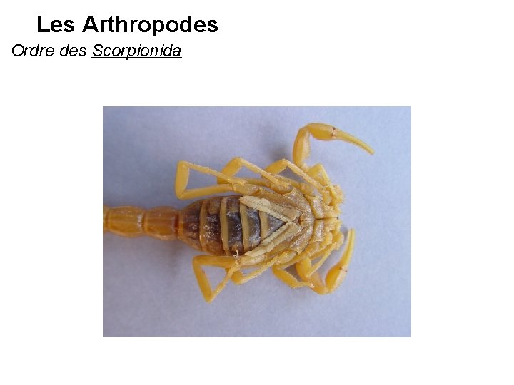Les Arthropodes 1 Introduction arthron grec articulation podos
