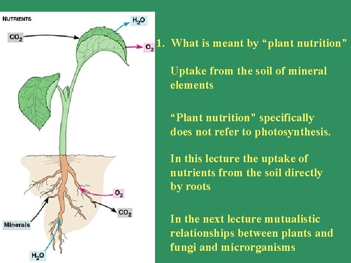 Plant nutrition Plant Nutrition 1 What is meant