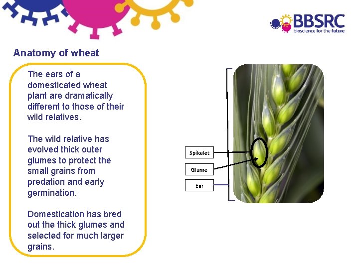 Wheat breeding and evolution Keywords courtesy of www