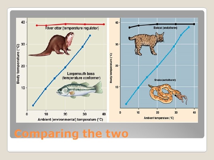 Thermoregulation SBI 4 U Biology Homeothermy Same Temperature