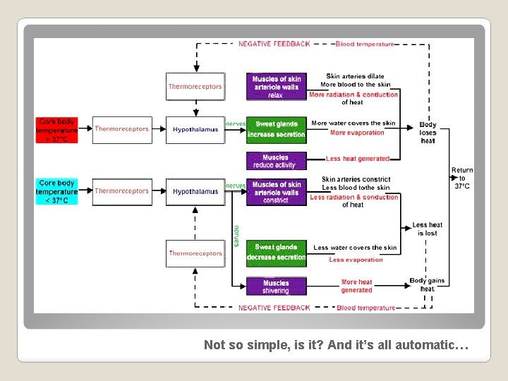 Thermoregulation SBI 4 U Biology Homeothermy Same Temperature