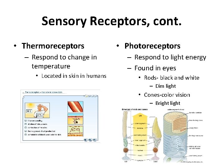 IB BIOLOGY HL Option A 3 Perception of