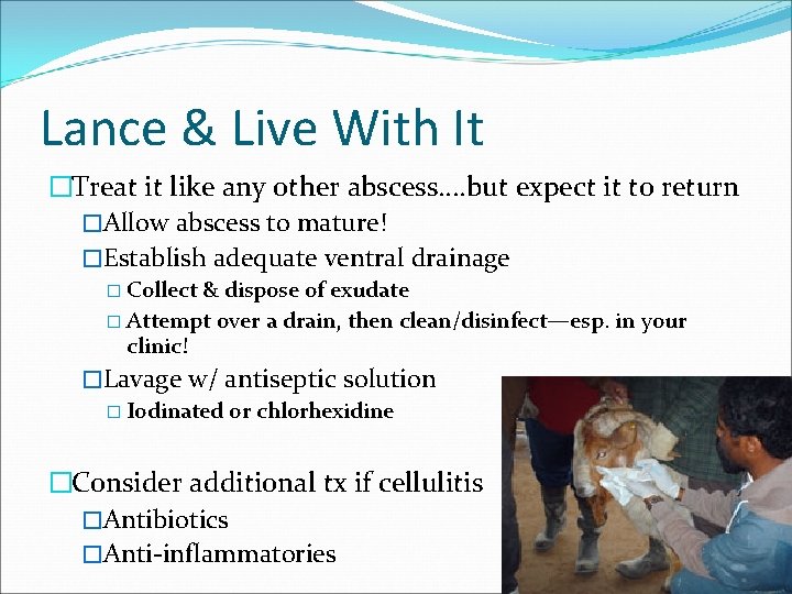 Caseous Lymphadenitis Myths Realities in Treatment and Prevention