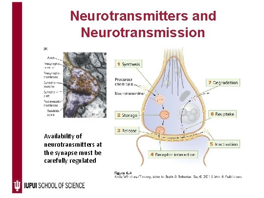 Drugs Brain and Behavior The Neuroscience of Addiction