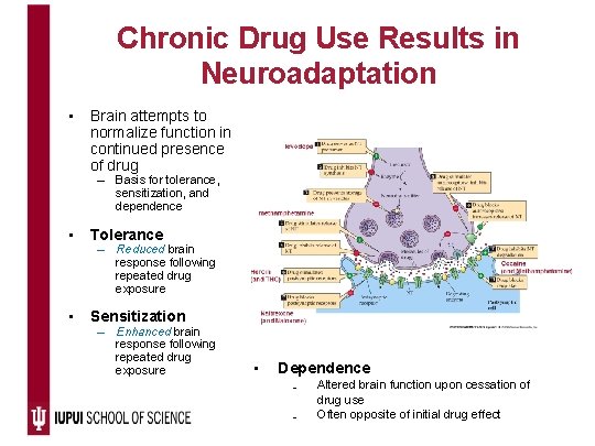 Drugs Brain and Behavior The Neuroscience of Addiction