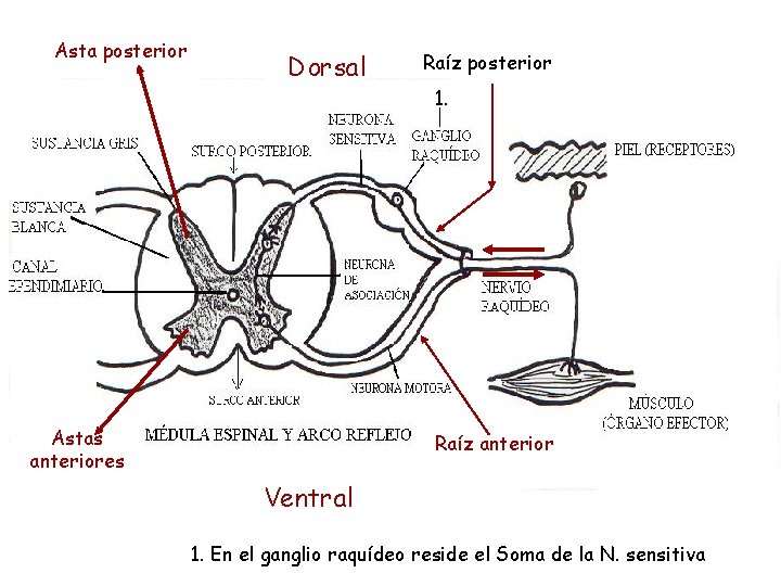 Tejido nervioso Neuronas Clulas gliales Tejido nervioso Funcin