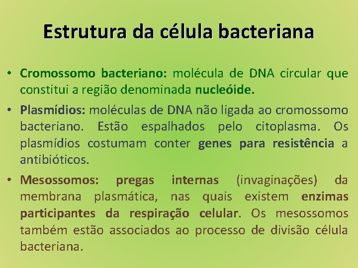 Seres Procariticos Seres procariticos Bactrias e Arqueas BACTERIA
