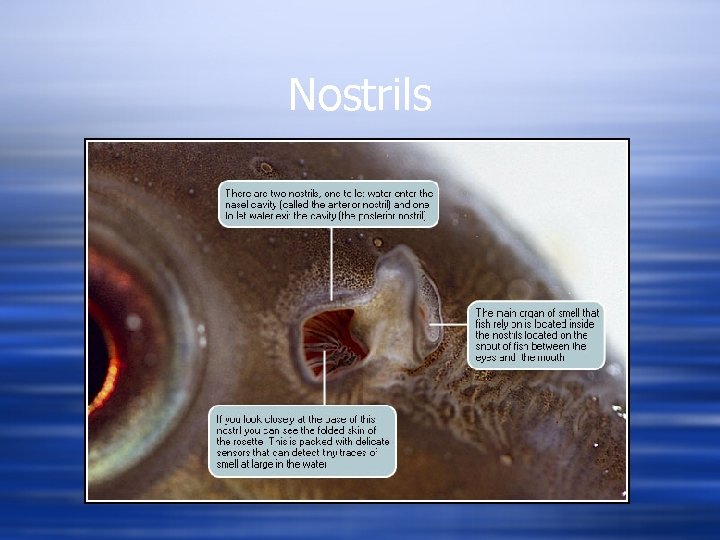 Fish Senses Vision Eye position w Lateral to