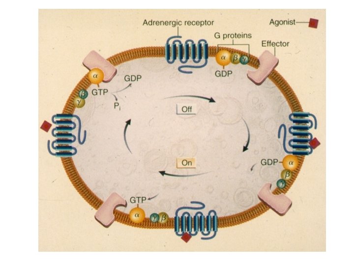 Topics Presynaptic transmitters general considerations criteria types small