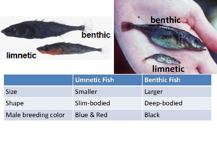 Research in Stickleback Fish MALES FEMALES benthic limnetic