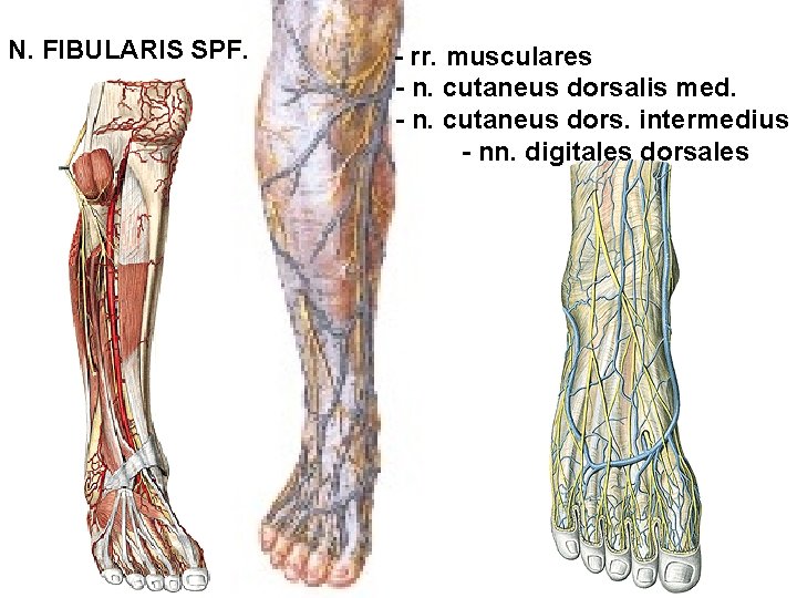 PLEXUS SACRALIS Foramen suprapiriforme Foramen infrapiriforme N GLUTEUS