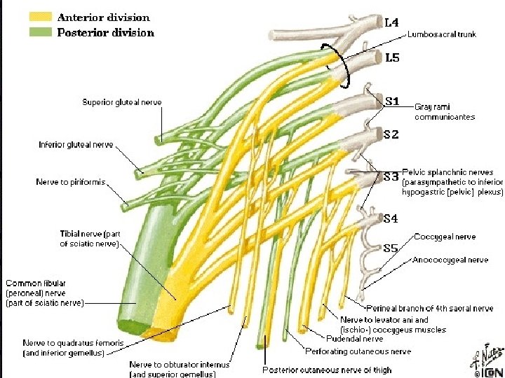 PLEXUS SACRALIS Foramen suprapiriforme Foramen infrapiriforme N GLUTEUS