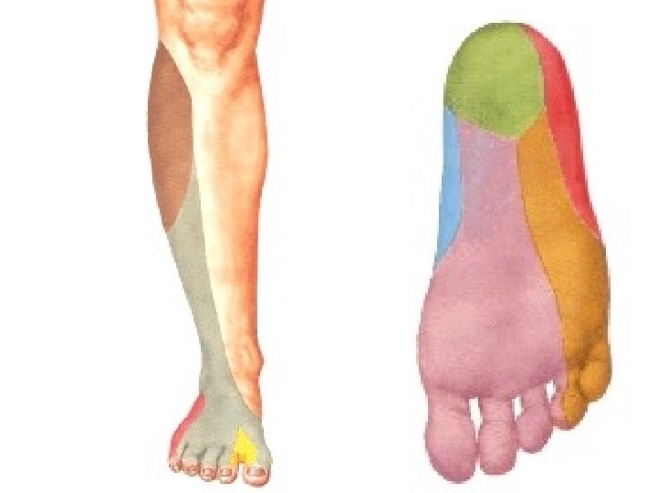 PLEXUS SACRALIS Foramen suprapiriforme Foramen infrapiriforme N GLUTEUS