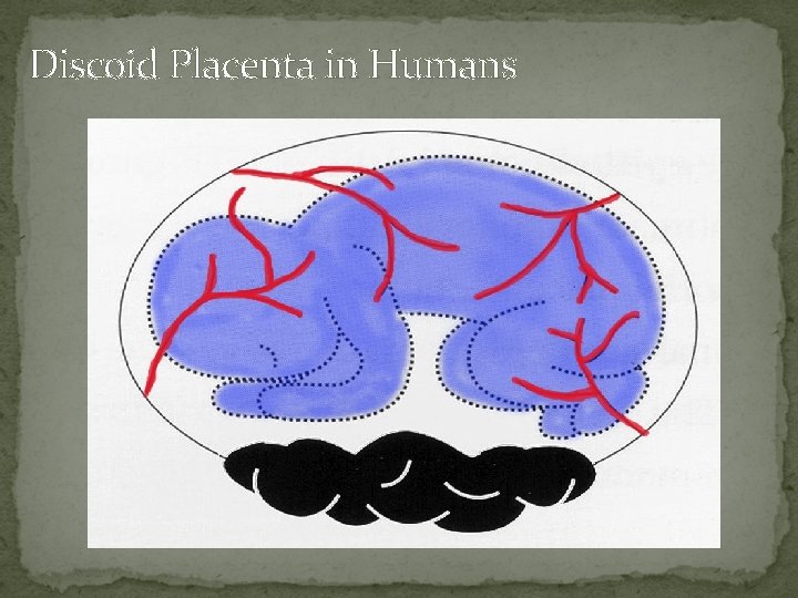 The Placenta and Fetal Membranes Fetal Tissues of