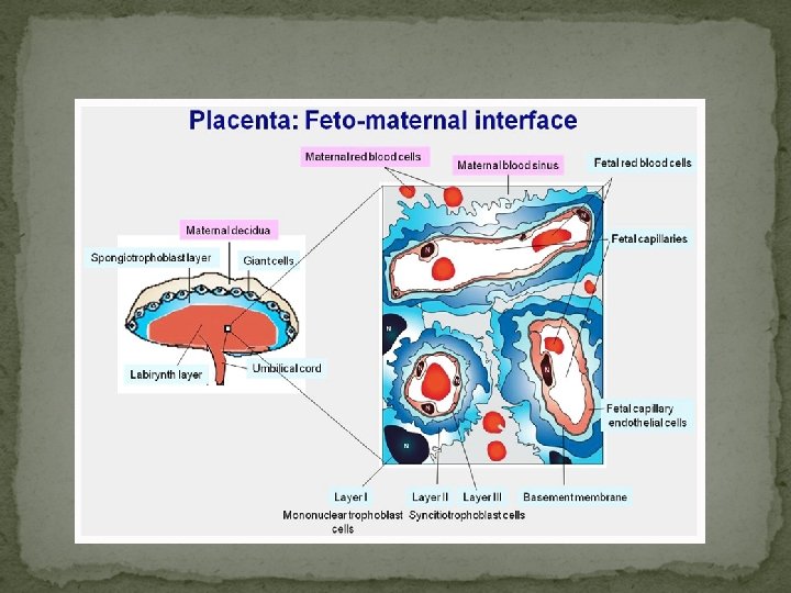 The Placenta and Fetal Membranes Fetal Tissues of