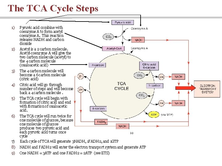 Anatomy Physiology SIXTH EDITION Lecture 25 Metabolism and