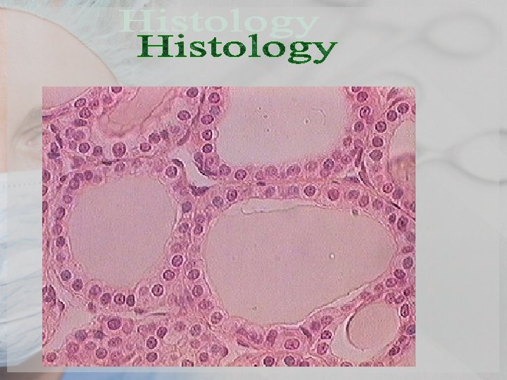 Is it true Hemi thyroidectomy Partial thyroidectomy Subtotal