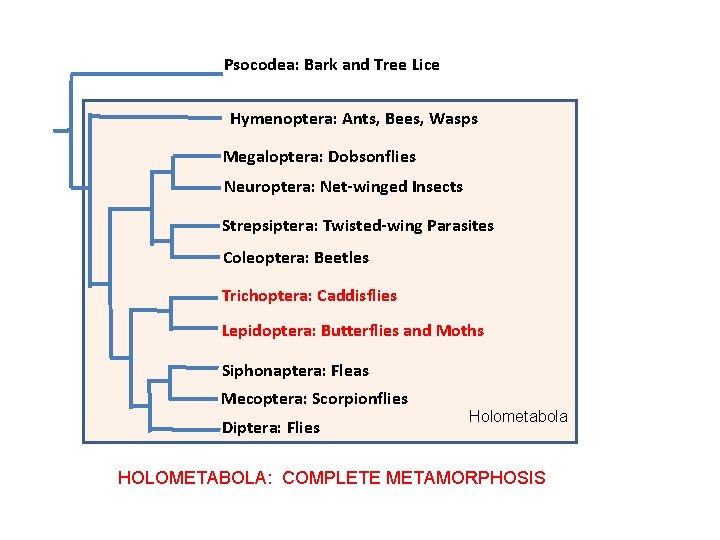 Vericrustacea Protura Coneheads Collembola Springtails Diplura ...