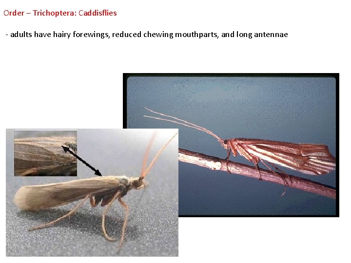 Vericrustacea Protura Coneheads Collembola Springtails Diplura ...