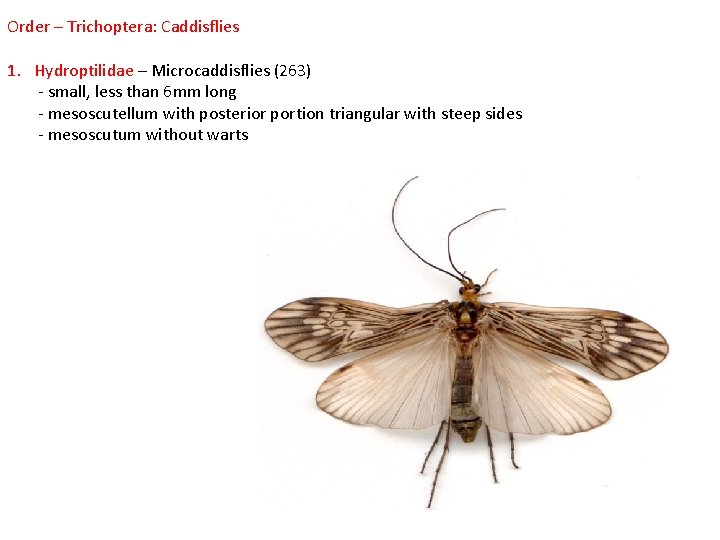Vericrustacea Protura Coneheads Collembola Springtails Diplura ...