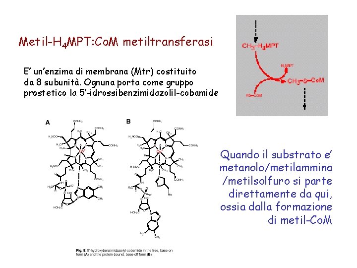 Metanogenesi E la reazione di formazione del metano