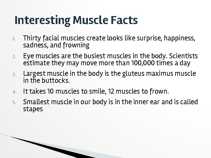 Muscles Interesting Muscle Facts 1 2 3 4