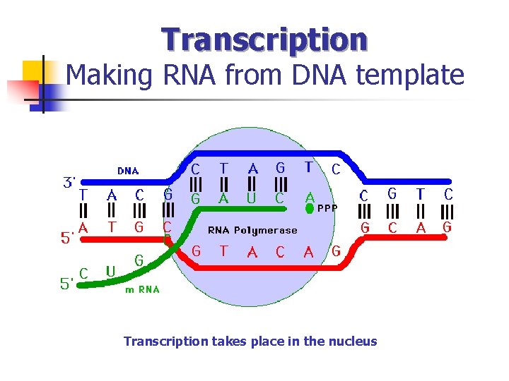 Designer Genes C2007 KAREN LANCOUR National Bio Rules