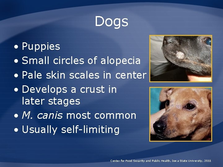 Dermatophytosis Ringworm Tinea Dermatomycosis Overview Organisms ...