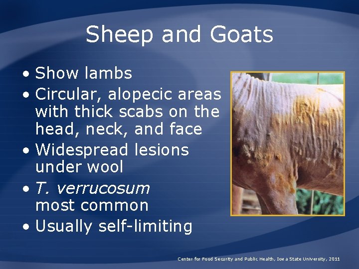 Dermatophytosis Ringworm Tinea Dermatomycosis Overview Organisms ...