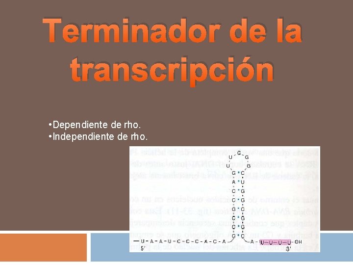 4 3 Estructura de los genes procariotas Transcripcin