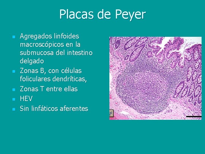 Inmunidad de las Mucosas y Parsitos Intestinales PARTE