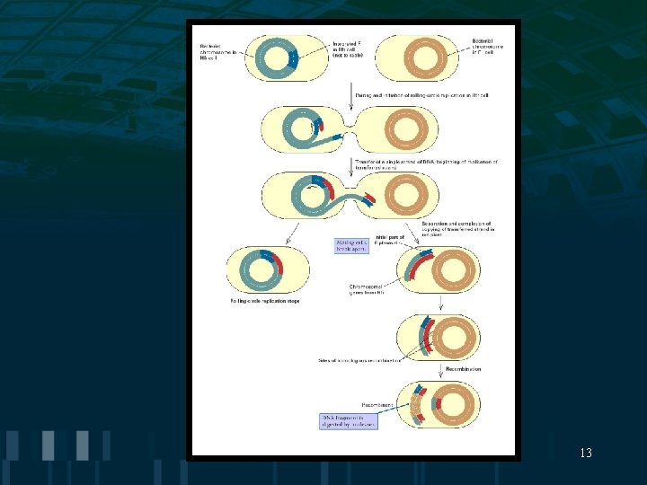8 The Genetics of Bacteria and Their Viruses