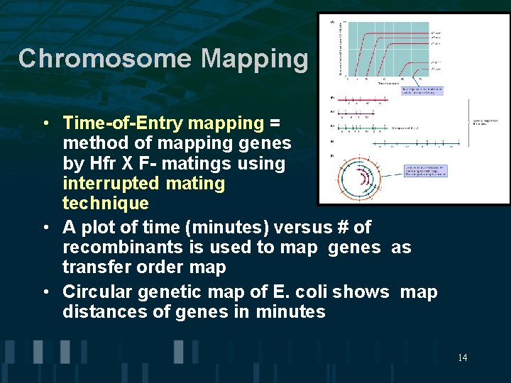 8 The Genetics of Bacteria and Their Viruses