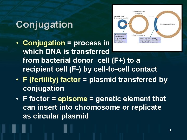8 The Genetics of Bacteria and Their Viruses