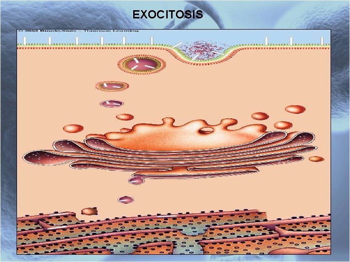 BIOLOGA La Membrana Biolgica y Mecanismos de Transporte