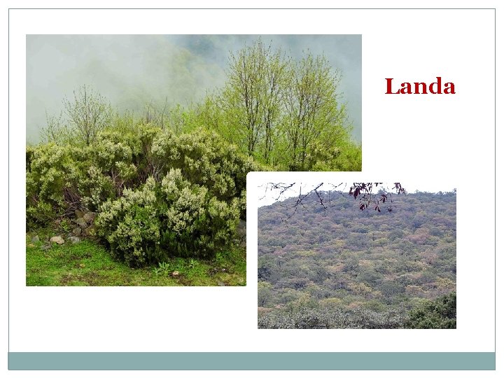 LA VEGETACIN EN ESPAA TEMA 3 GEOGRAFA 2