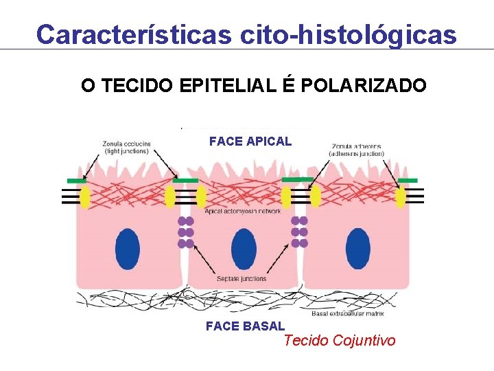 CAPITULO 2 FUNDAMENTOS DE HISTOLOGIA TECIDO EPITELIAL DE