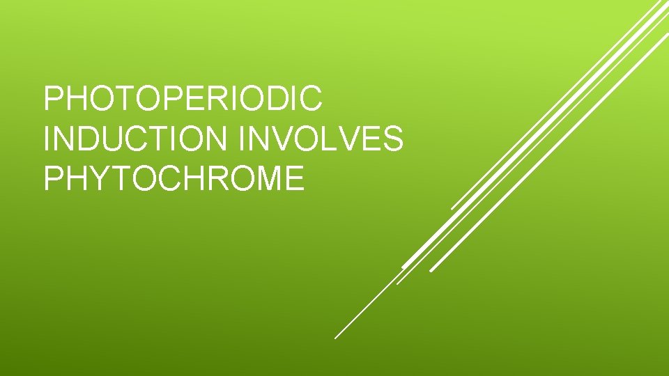 PHOTOPERIODIC INDUCTION INVOLVES PHYTOCHROME Phytochrome pigment ...