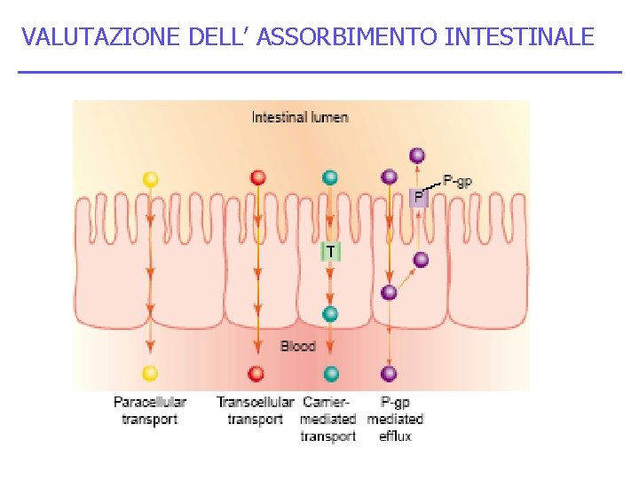 FARMACODINAMICA PD descrive ci che il farmaco fa