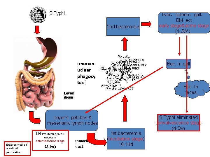 Tropical Surgery TB Amoebiasis Filariasis Typhoid Ascariasis Dr