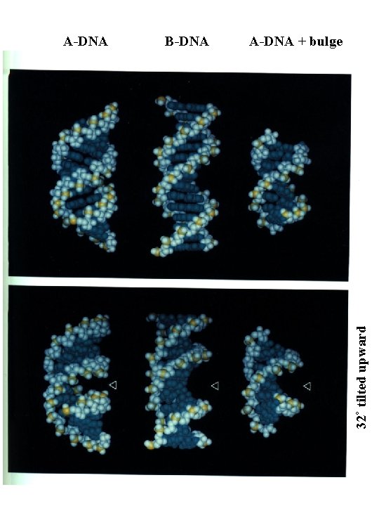 Nucleotides Nucleic Acids Watson Crick 1953 Franklin Wilkins