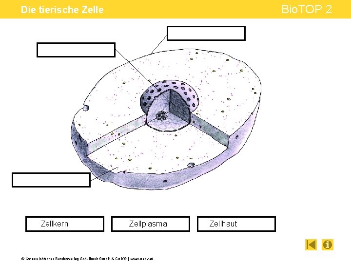 Bio TOP 2 Die tierische Zelle schrittweiser Aufbau