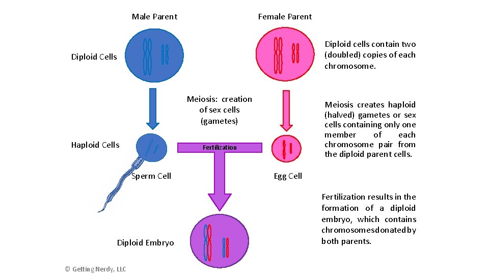 Oh Me Oh Meiosis Objective To learn how