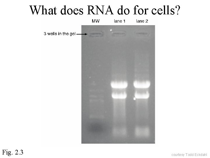 What does RNA do for cells Fig 2