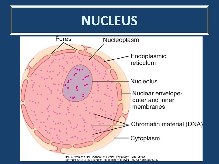 PHYSIOLOGY THE CELL AND HOMEOSTASIS ANGELICA D FRANCISCO