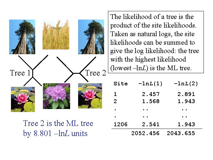 Lecture 5 Maximum Likelihood and model selection Joe