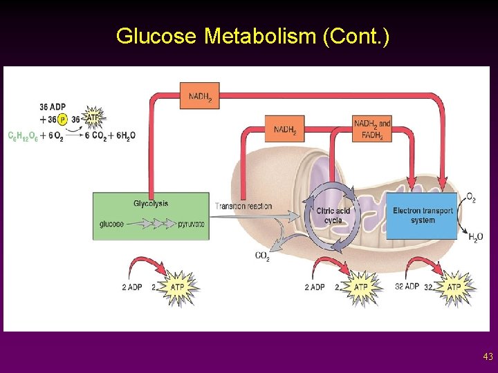 The Digestive System and Body Metabolism Chapter 14