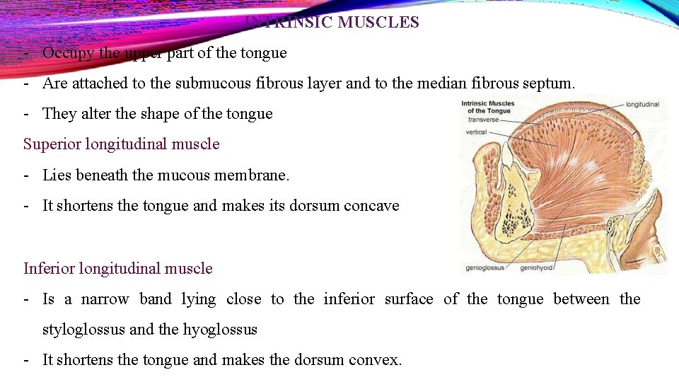 TONGUE MUSCLES INNERVATIONS INTRODUCTION Tongue is a muscular